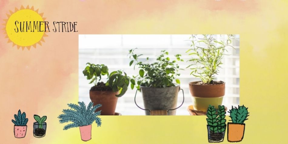 Presentation: All About Herbs & Edible Flowers | San Francisco Public ...