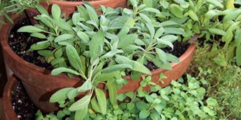 Gardening: All About Herbs and Edible Flowers | San Francisco Public ...