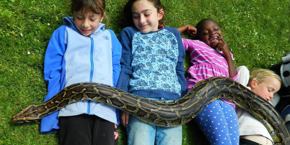 Presentation: Animal Ambassadors with Tree Frog Treks | San Francisco ...