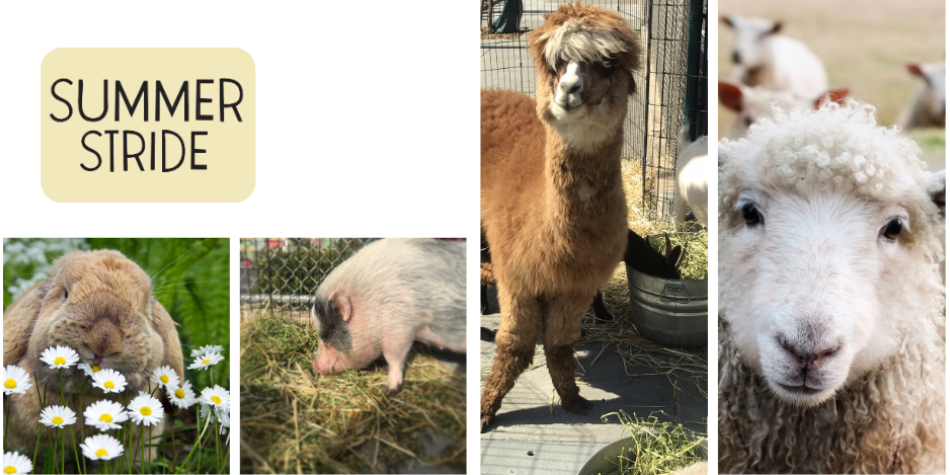 Activity: Farm Animals with Little Explorers Petting Zoo | San ...