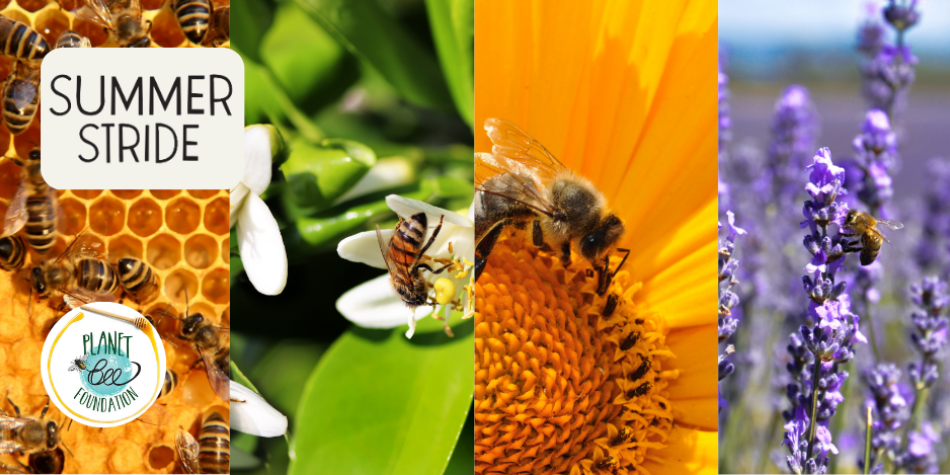 Workshop: Beeswax Candles with Planet Bee Foundation | San Francisco ...