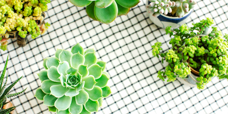Social: Plant Swap | San Francisco Public Library
