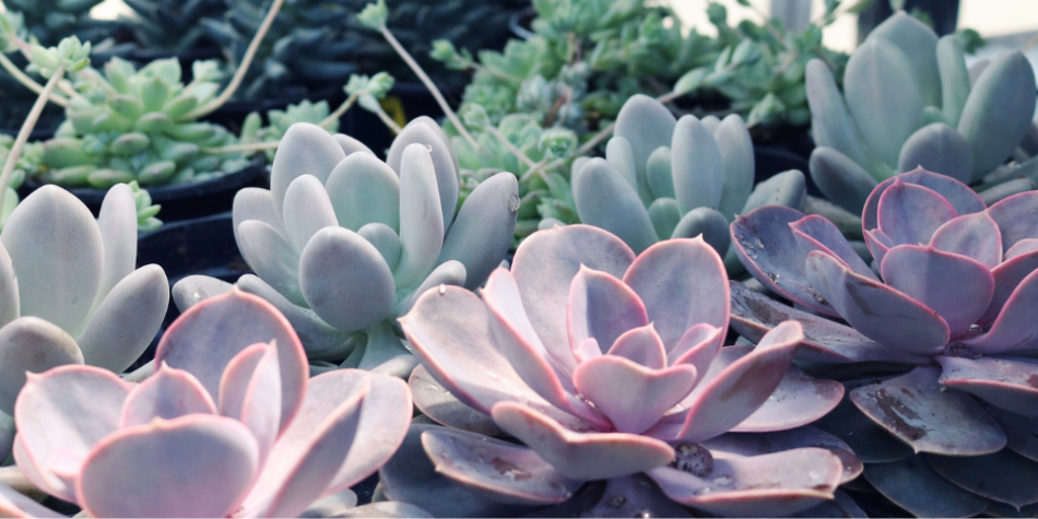 Social: Plant Swap | San Francisco Public Library