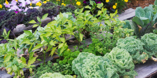 Presentation: Getting the Most Out of Your Small-space Food Garden ...
