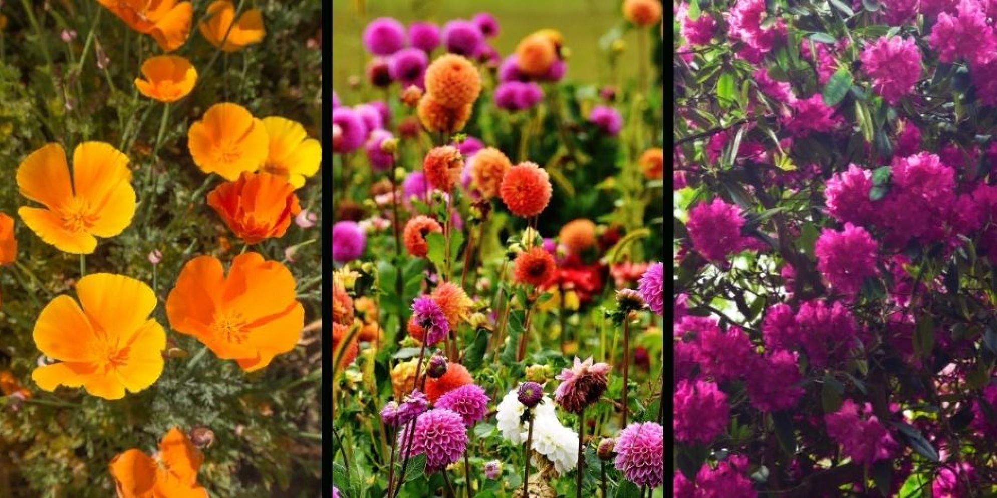 Celebration: Rediscover the Merced Branch Library | San Francisco ...